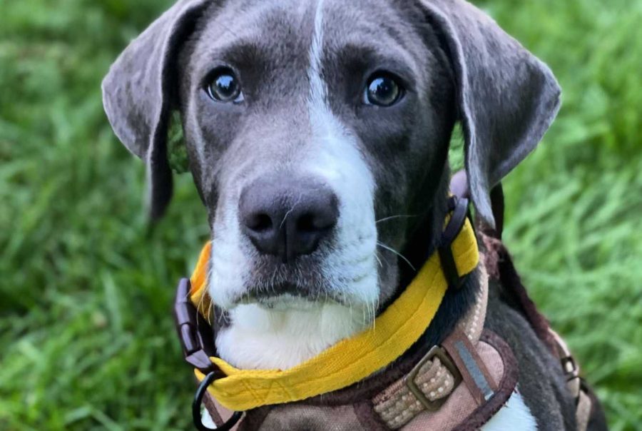 Adopt – Detroit Dog Rescue