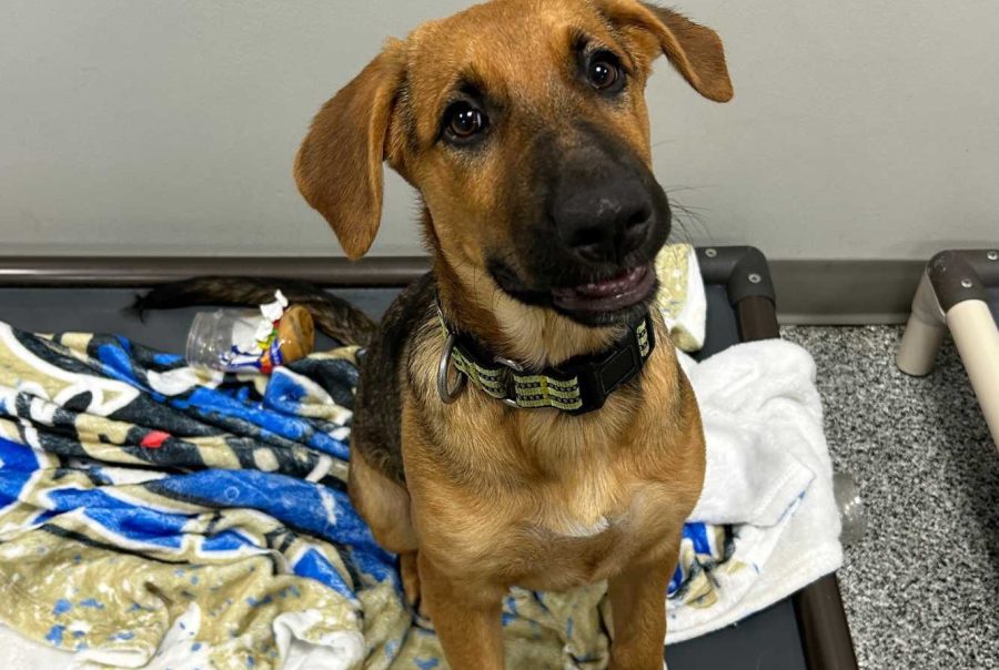 Adopt – Detroit Dog Rescue