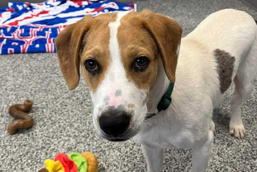 Adopt – Detroit Dog Rescue