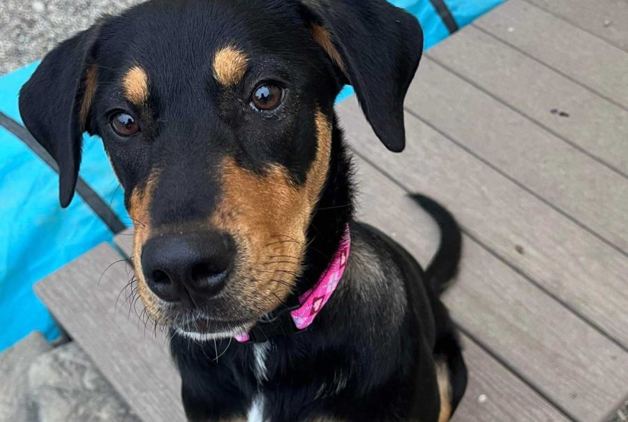 Adopt – Detroit Dog Rescue