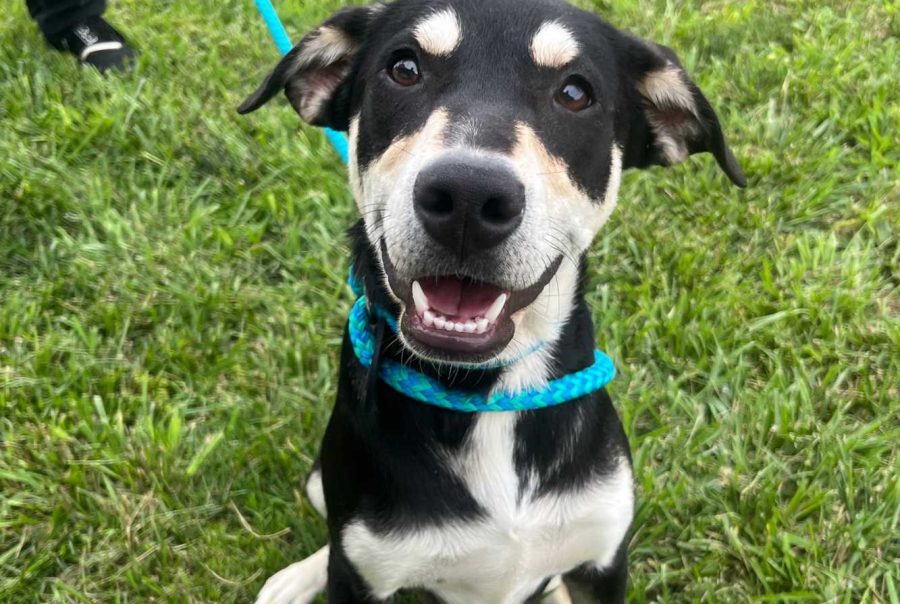 Adopt – Detroit Dog Rescue