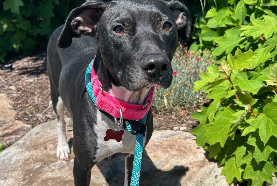 Adopt – Detroit Dog Rescue