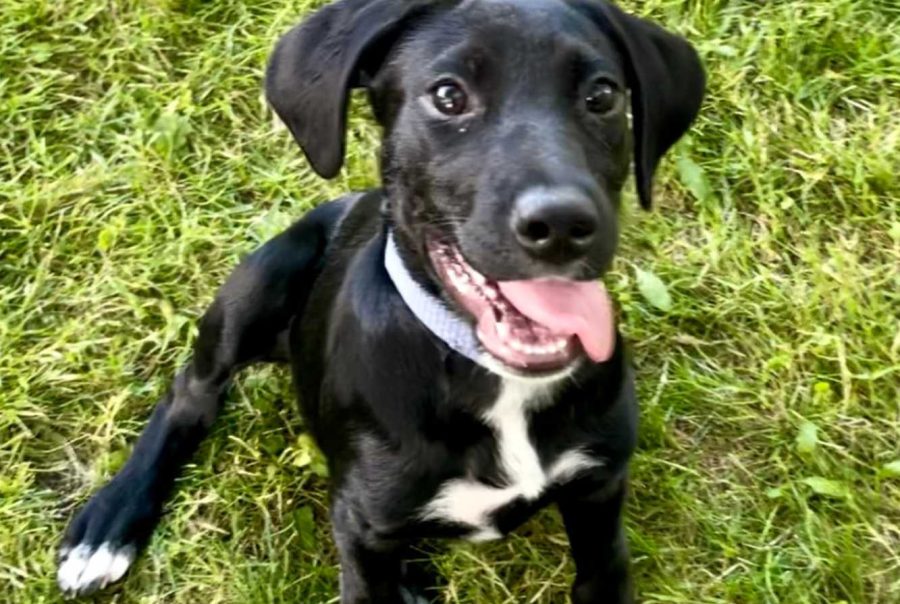 Adopt – Detroit Dog Rescue