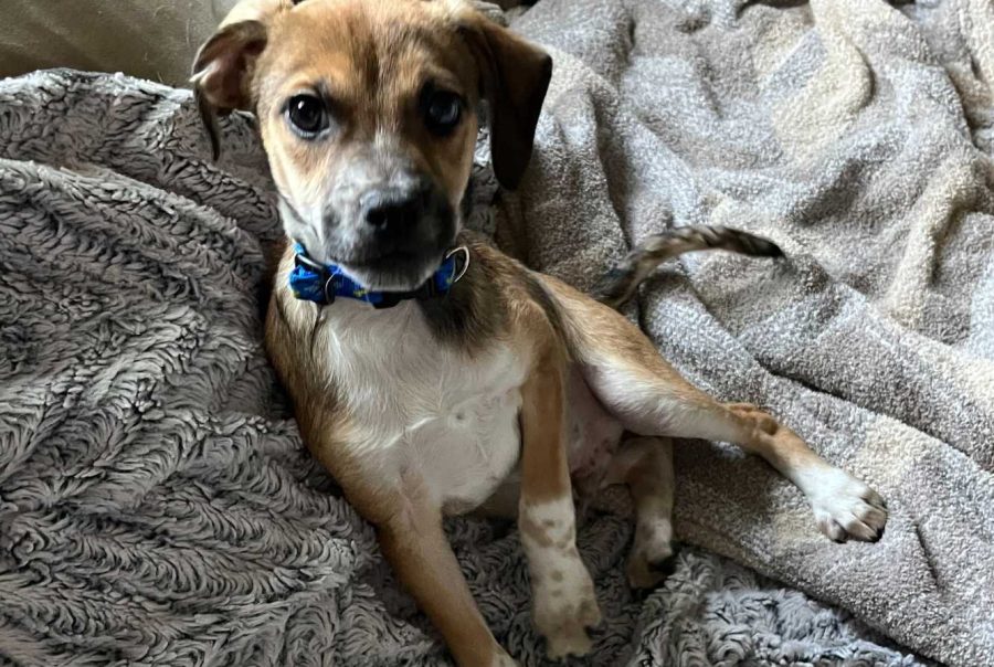 Adopt – Detroit Dog Rescue