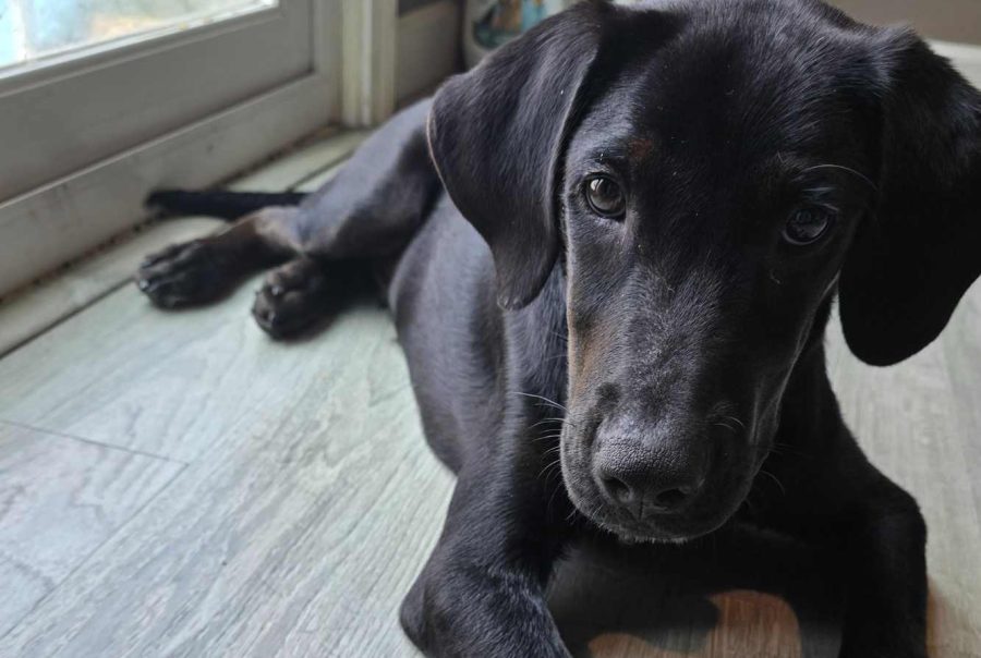 Adopt – Detroit Dog Rescue