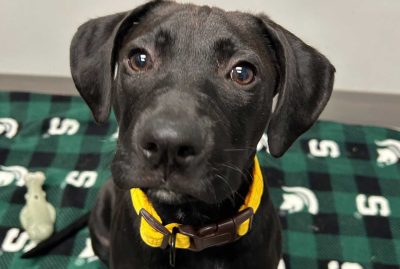 Adopt – Detroit Dog Rescue