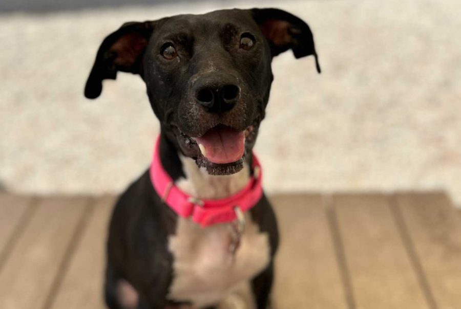 Adopt – Detroit Dog Rescue