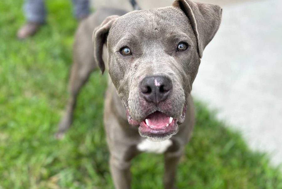 Adopt – Detroit Dog Rescue