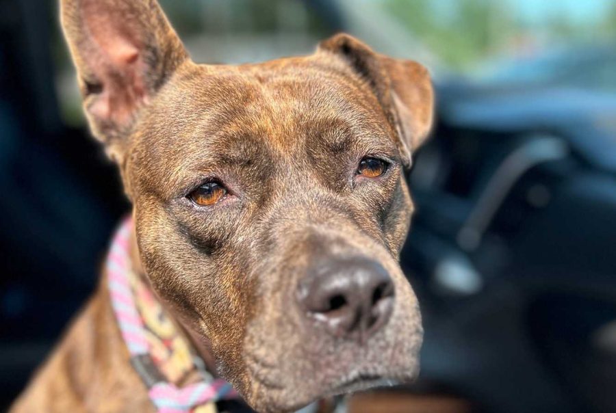 Adopt – Detroit Dog Rescue