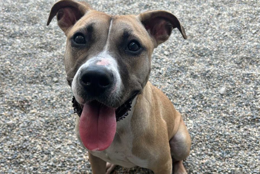 Adopt – Detroit Dog Rescue