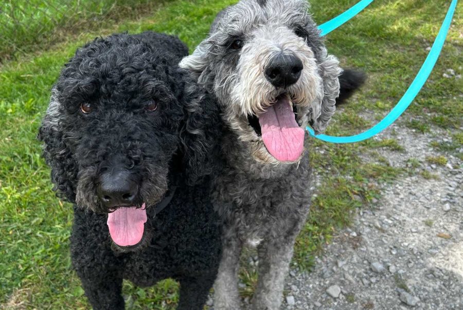 Adopt – Detroit Dog Rescue