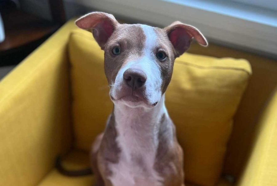 Adopt – Detroit Dog Rescue