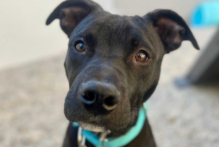 Adopt – Detroit Dog Rescue