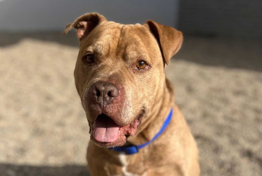 Adopt – Detroit Dog Rescue