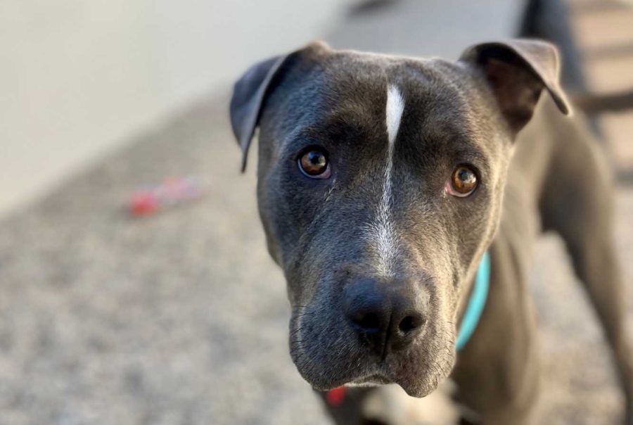 Adopt – Detroit Dog Rescue