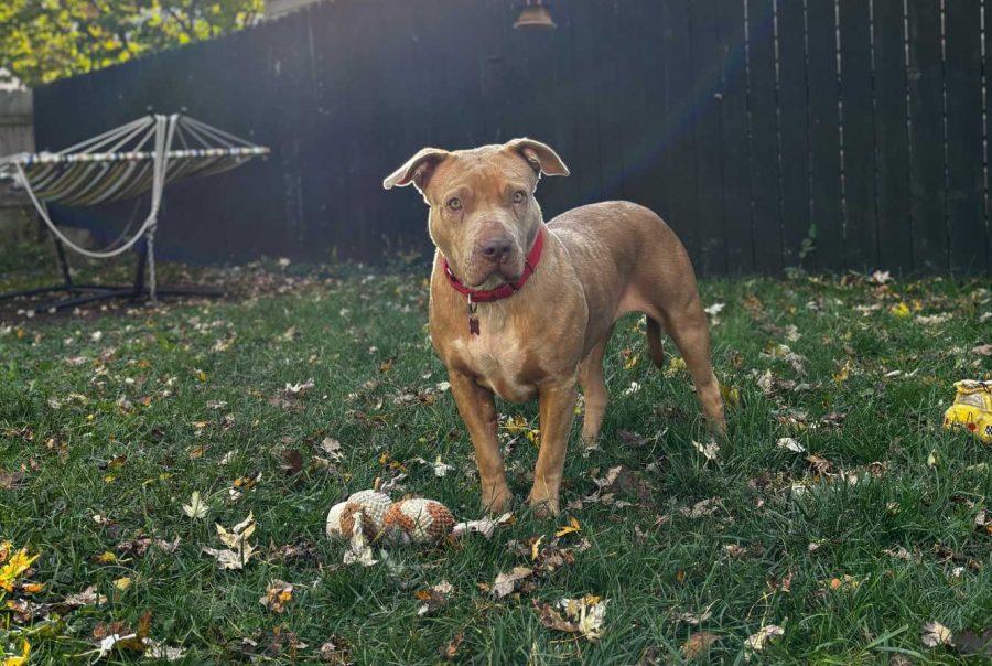 Adopt – Detroit Dog Rescue
