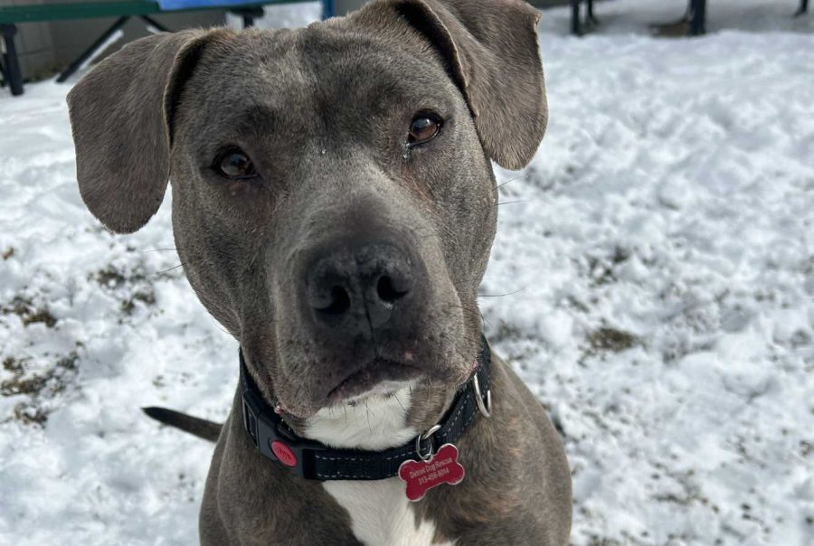 Adopt – Detroit Dog Rescue