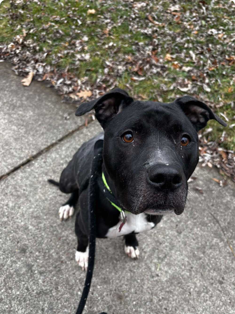 Dahlia – Detroit Dog Rescue