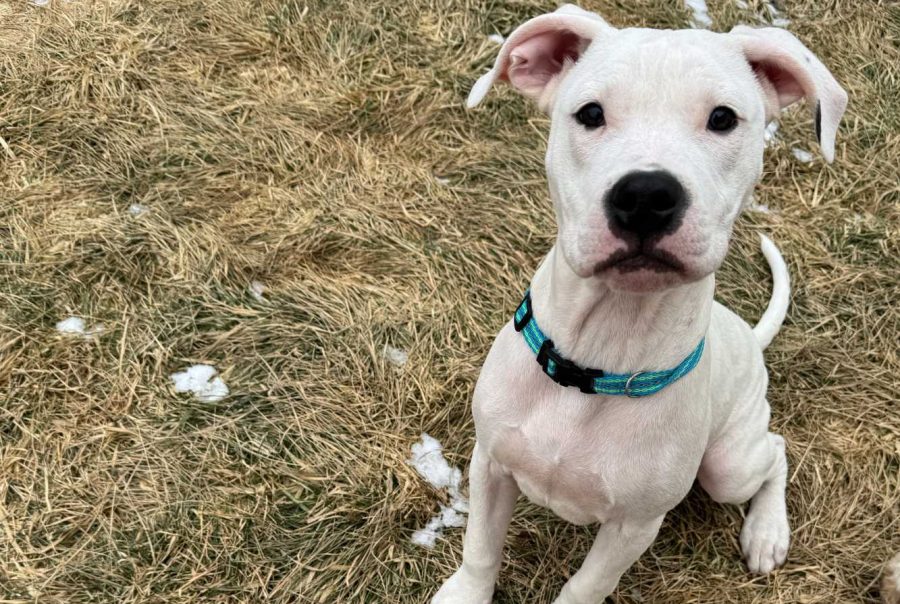 Adopt – Detroit Dog Rescue