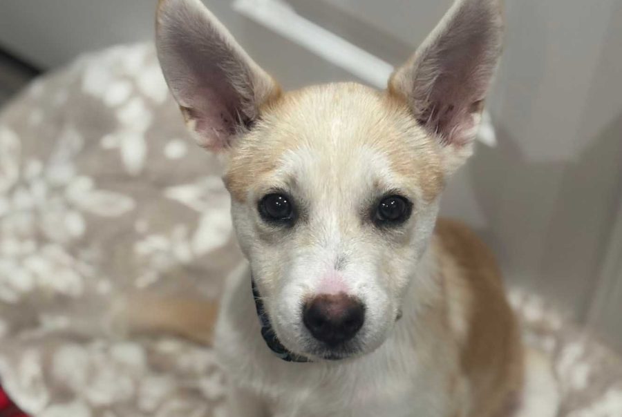 Adopt – Detroit Dog Rescue