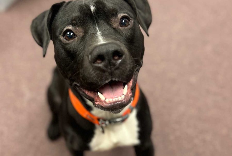 Adopt – Detroit Dog Rescue