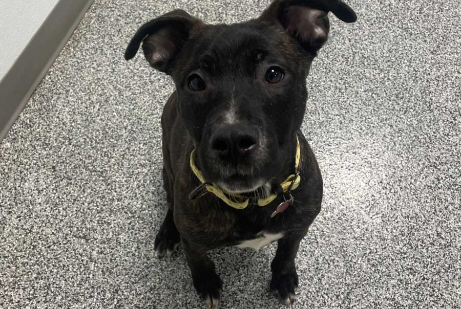 Adopt – Detroit Dog Rescue