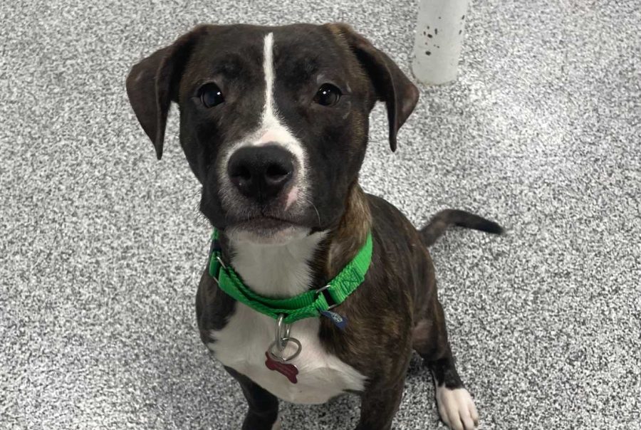 Adopt – Detroit Dog Rescue