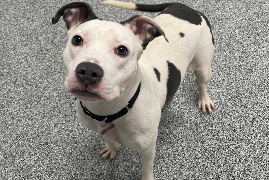 Adopt – Detroit Dog Rescue