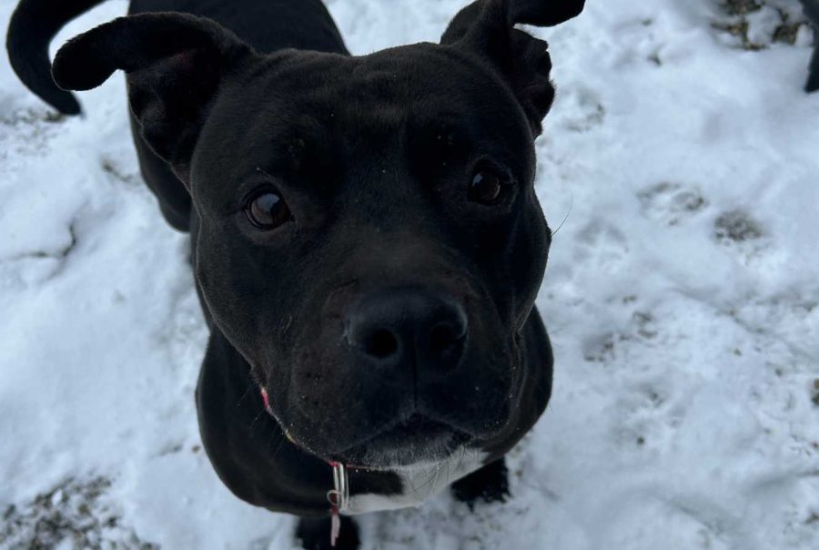 Adopt – Detroit Dog Rescue