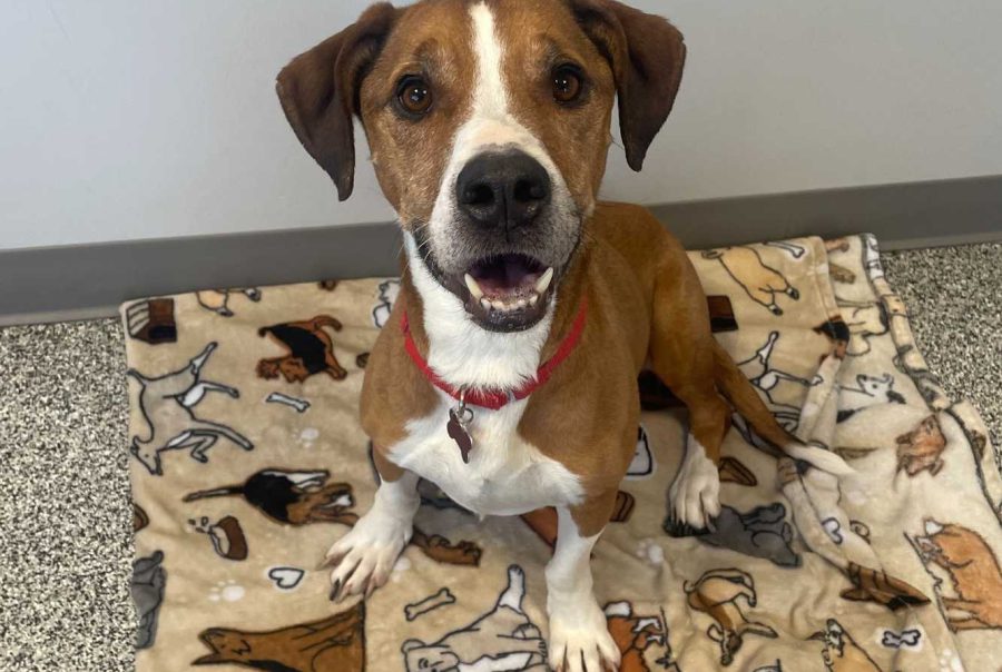 Adopt – Detroit Dog Rescue