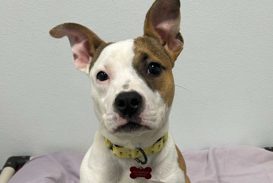 Adopt – Detroit Dog Rescue