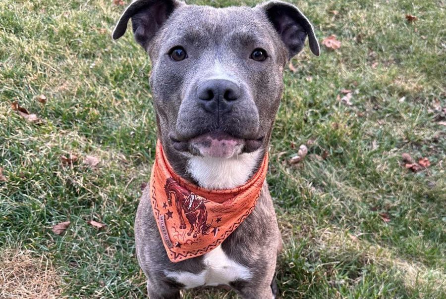 Adopt – Detroit Dog Rescue