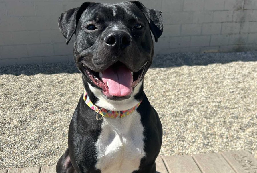 Adopt – Detroit Dog Rescue