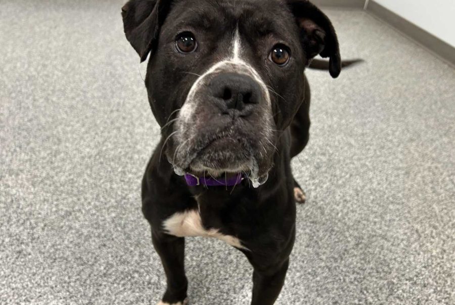 Adopt – Detroit Dog Rescue