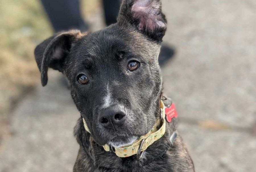 Adopt – Detroit Dog Rescue