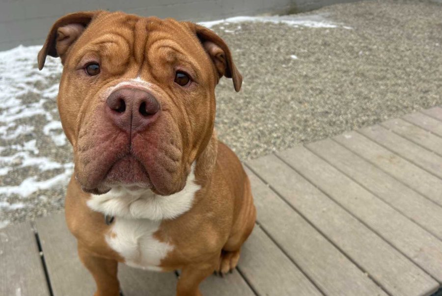 Adopt – Detroit Dog Rescue