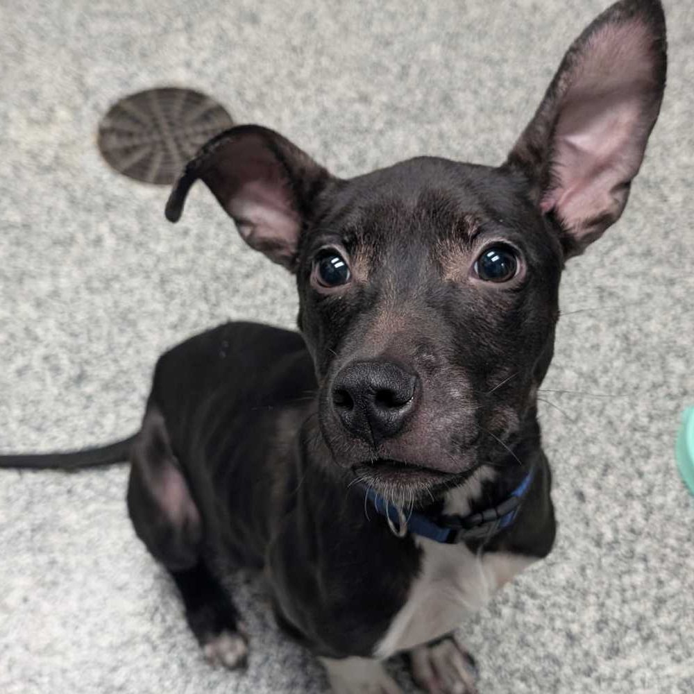 Adoptable – Detroit Dog Rescue