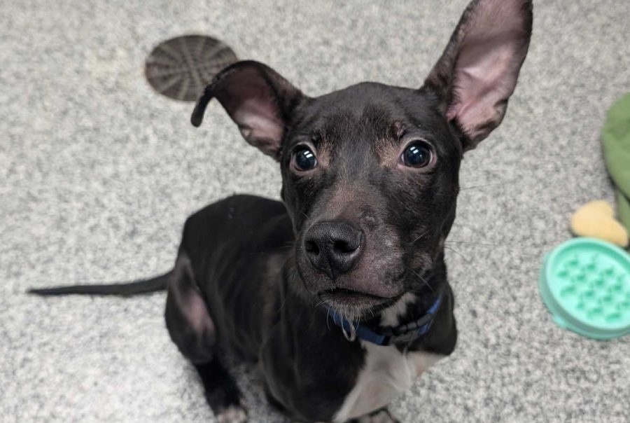 Adopt – Detroit Dog Rescue