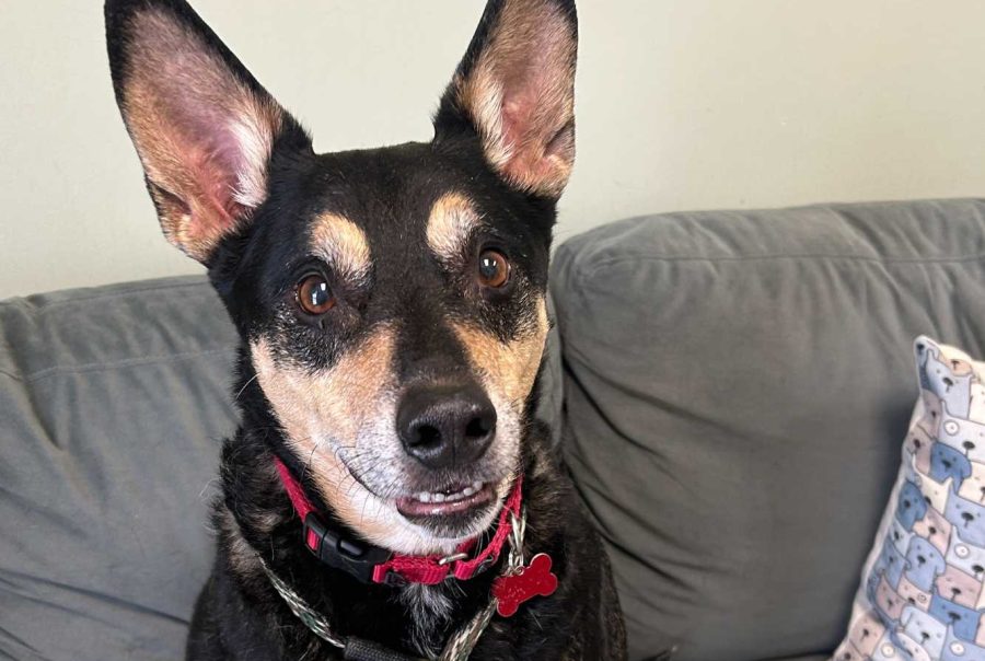 Adopt – Detroit Dog Rescue