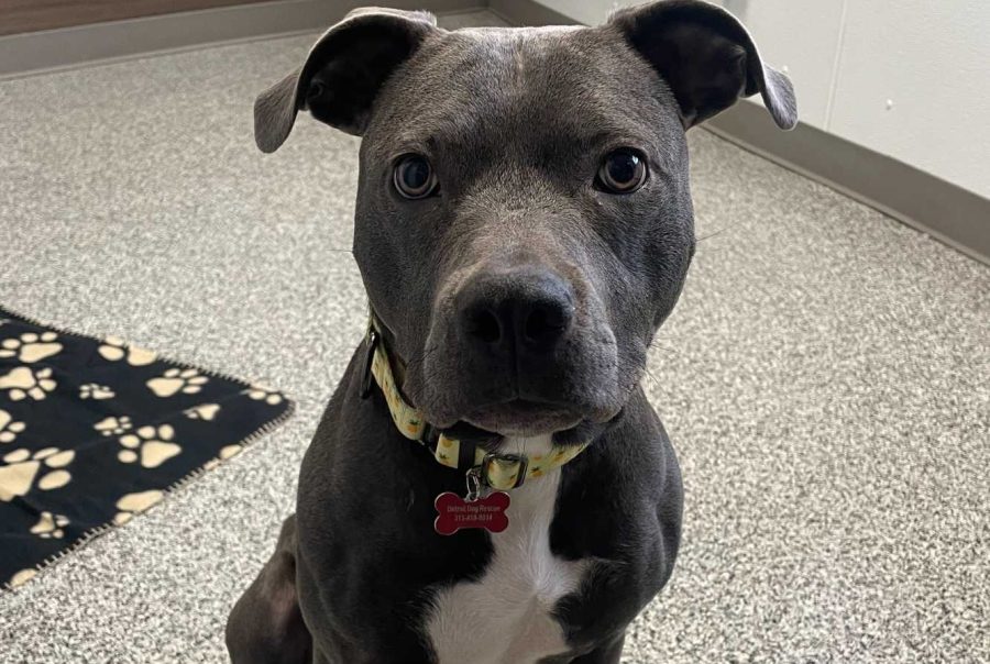 Adopt – Detroit Dog Rescue