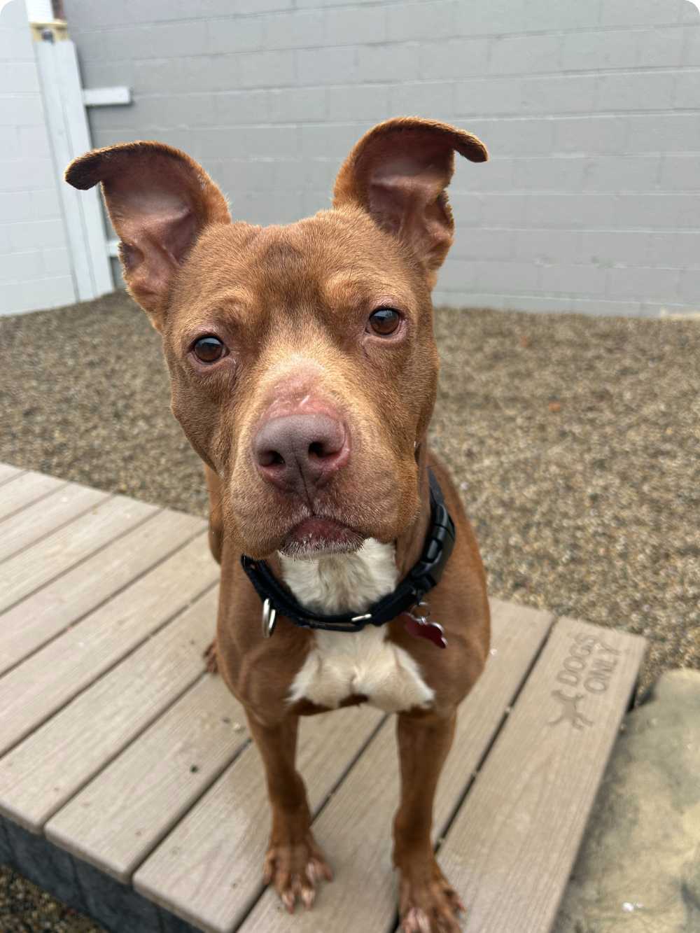 Rusty – Detroit Dog Rescue