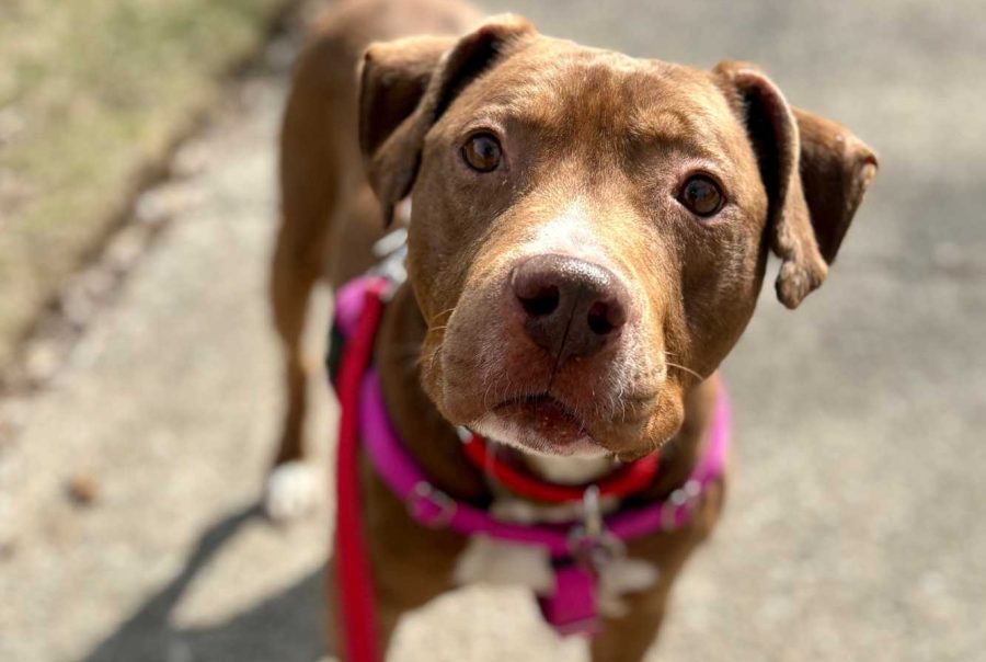 Adopt – Detroit Dog Rescue