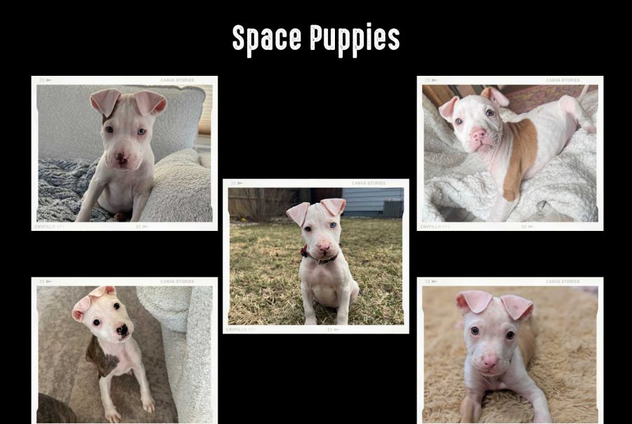 Adopt – Detroit Dog Rescue