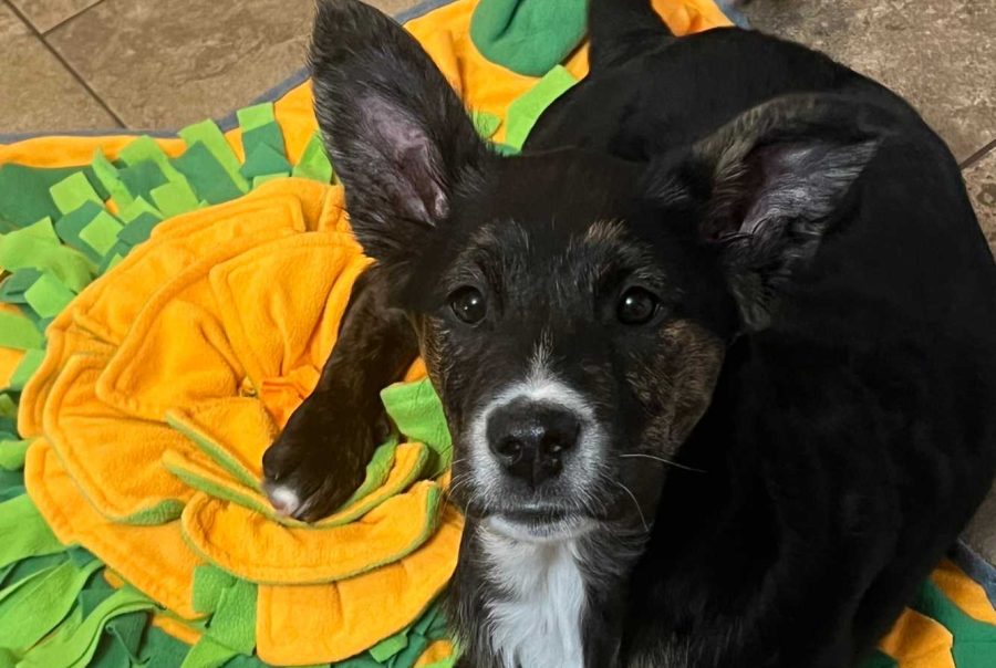 Adopt – Detroit Dog Rescue