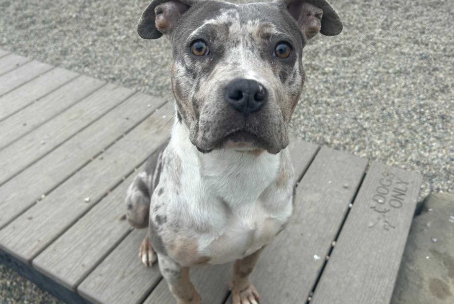 Adopt – Detroit Dog Rescue