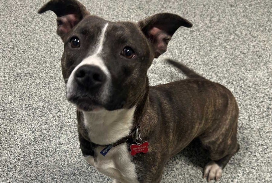 Adopt – Detroit Dog Rescue