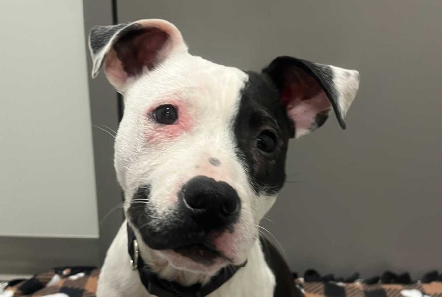 Adopt – Detroit Dog Rescue