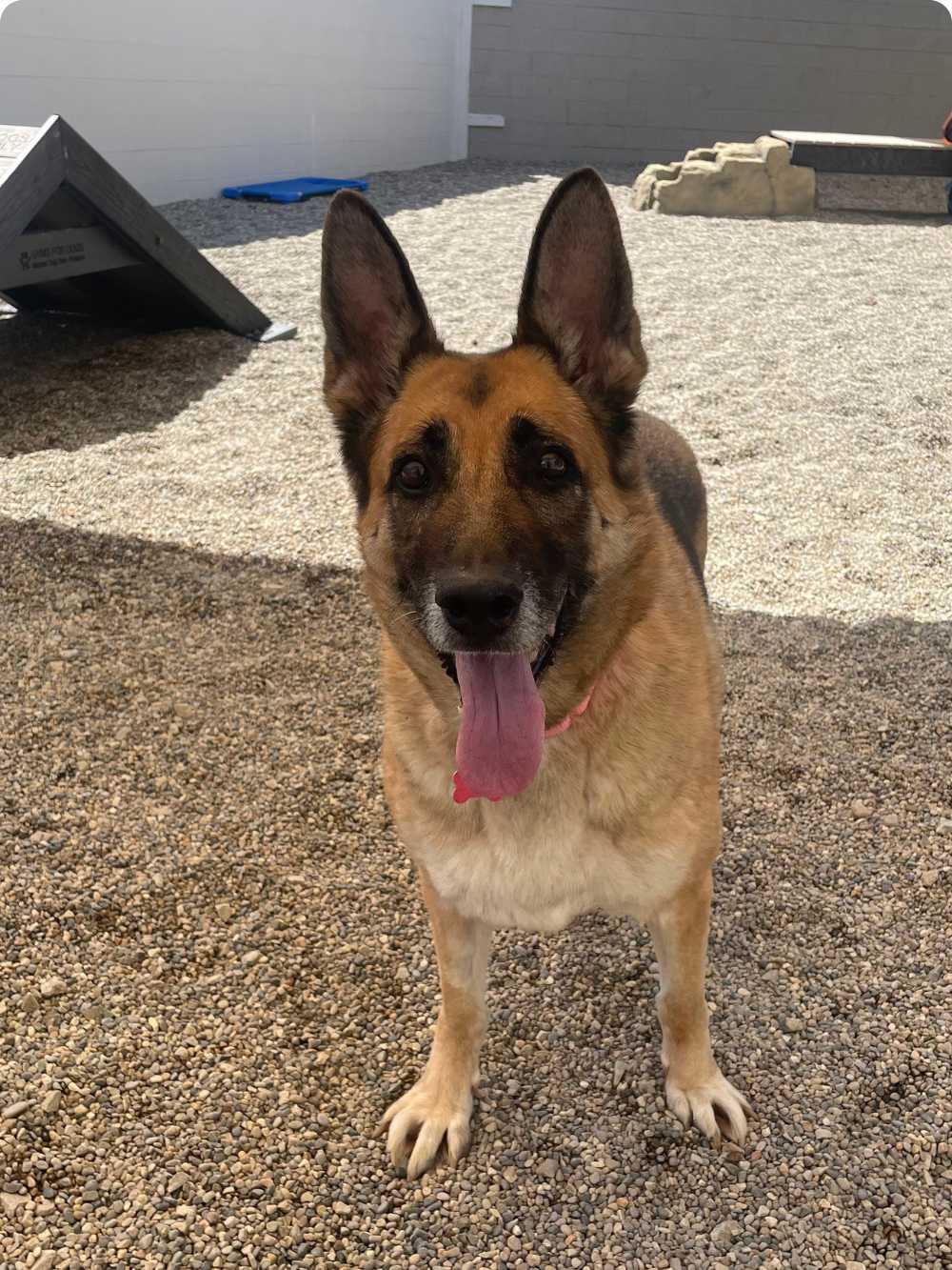 Sabre – Detroit Dog Rescue